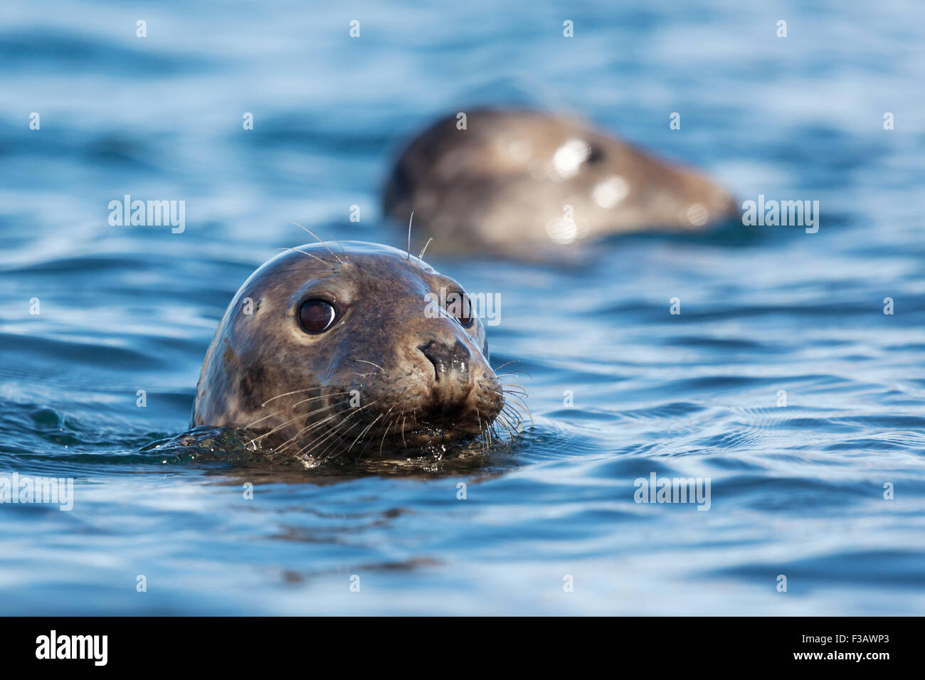 A seal looking out of the sea at Isles of Scilly with another seal in ...