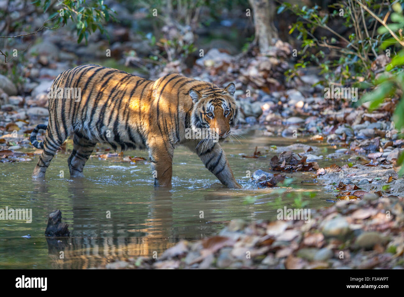 Sub adult Bengal Tiger Prowling at Jim Corbett National Park, India ...
