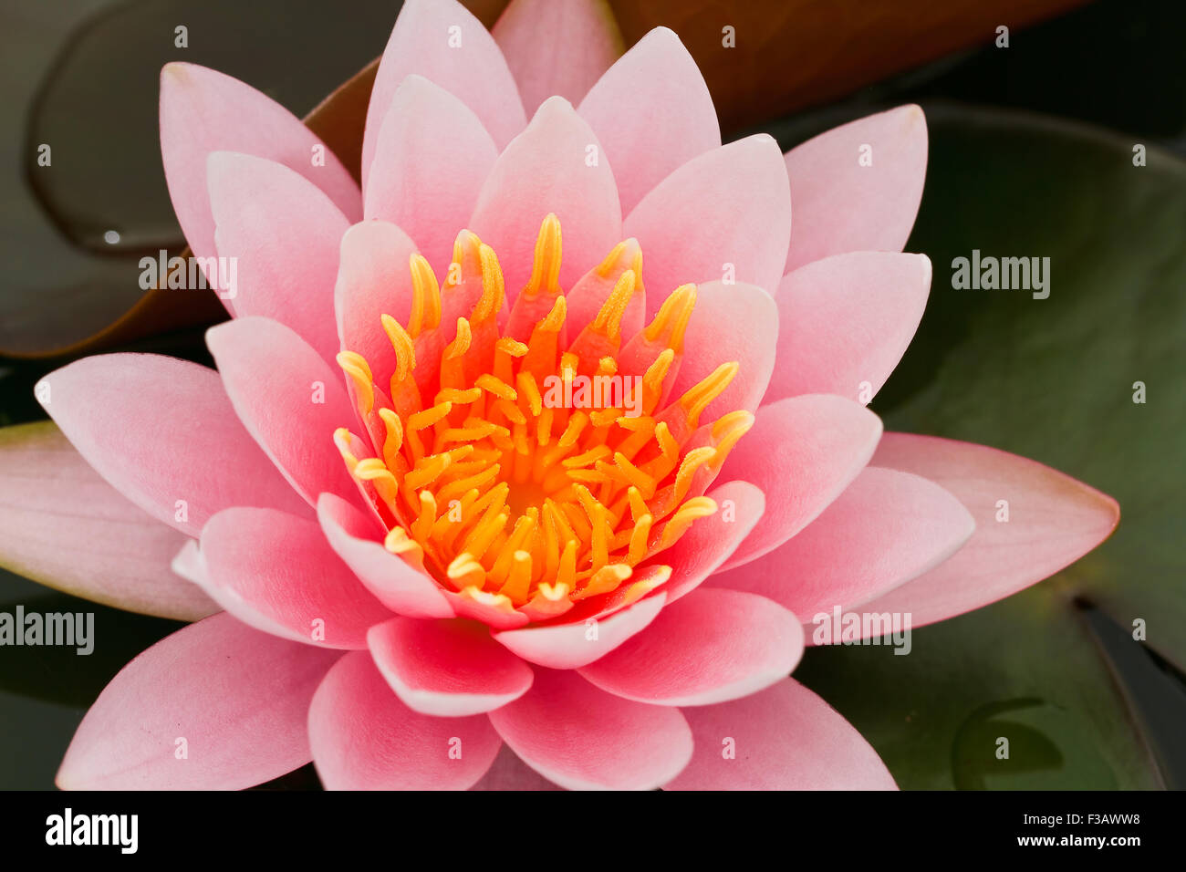 Pink Water Lily Stock Photo - Alamy