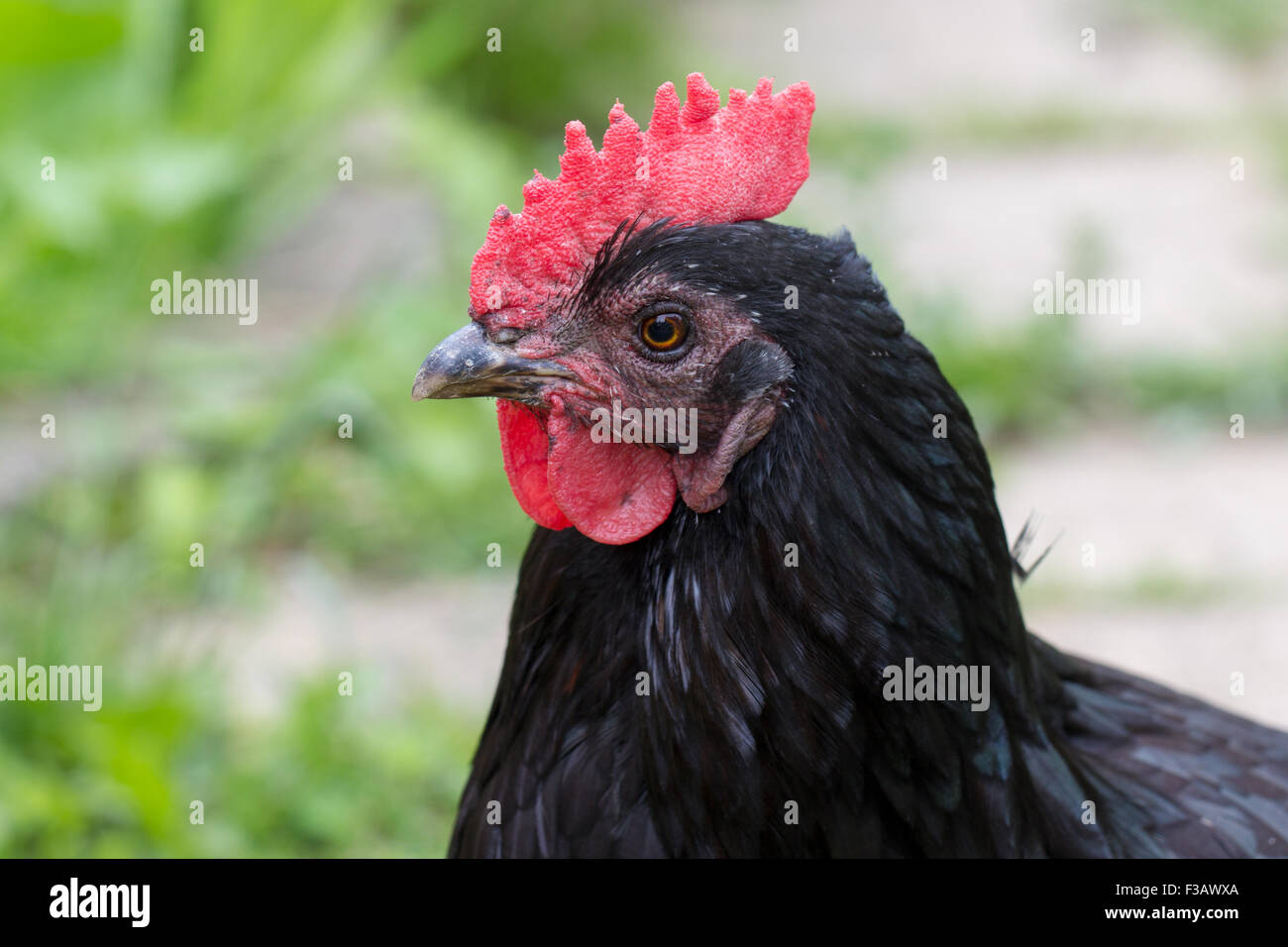Black chicken head Stock Photo - Alamy