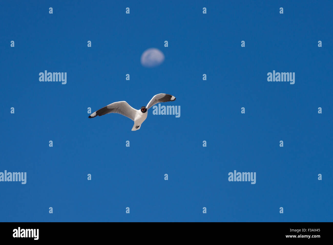 White black-headed Andean Gull (Chroicocephalus serranus) flying in the ...