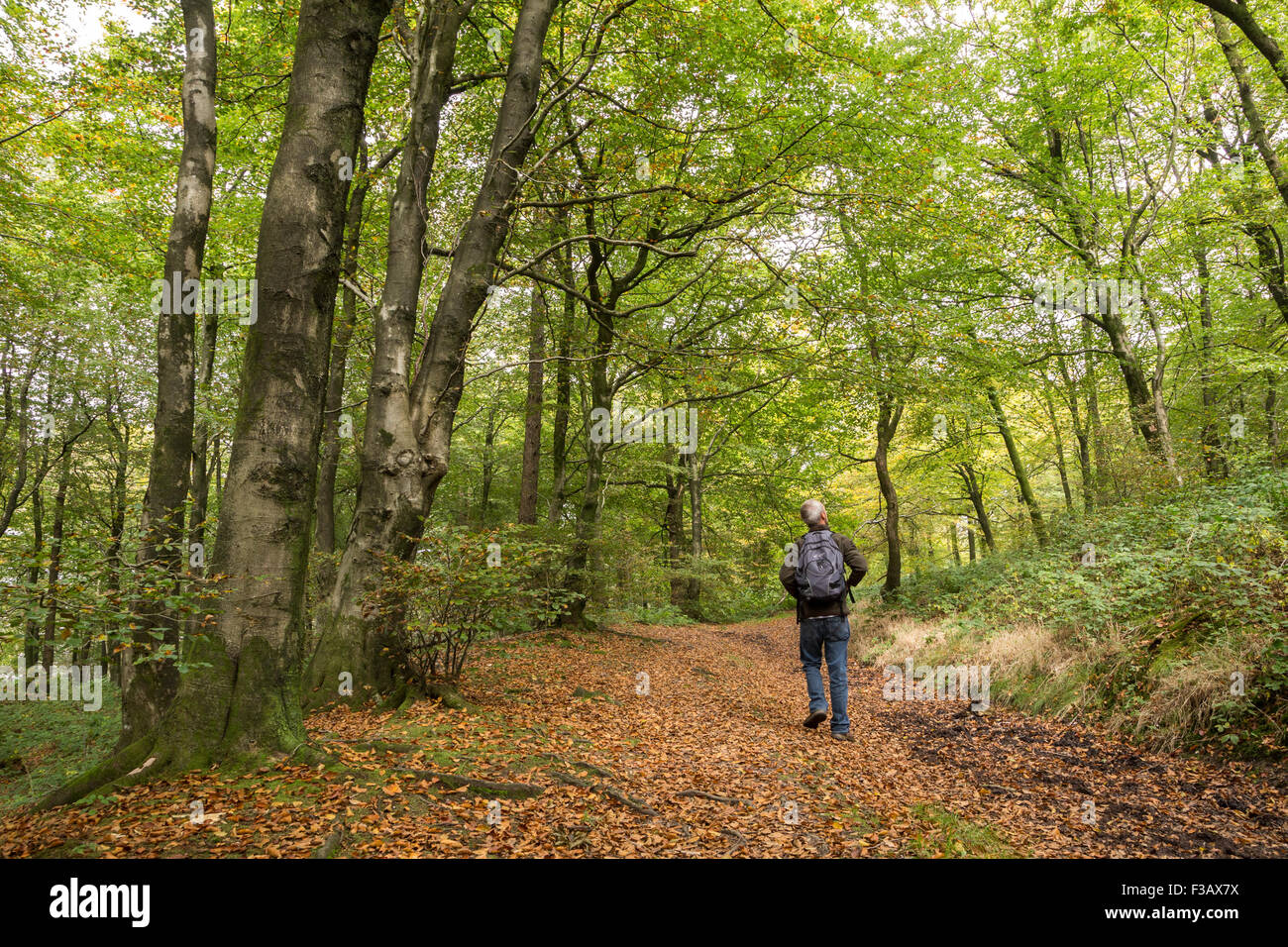 A man walking in a autumn woodland beneath a canopy of beech trees ...
