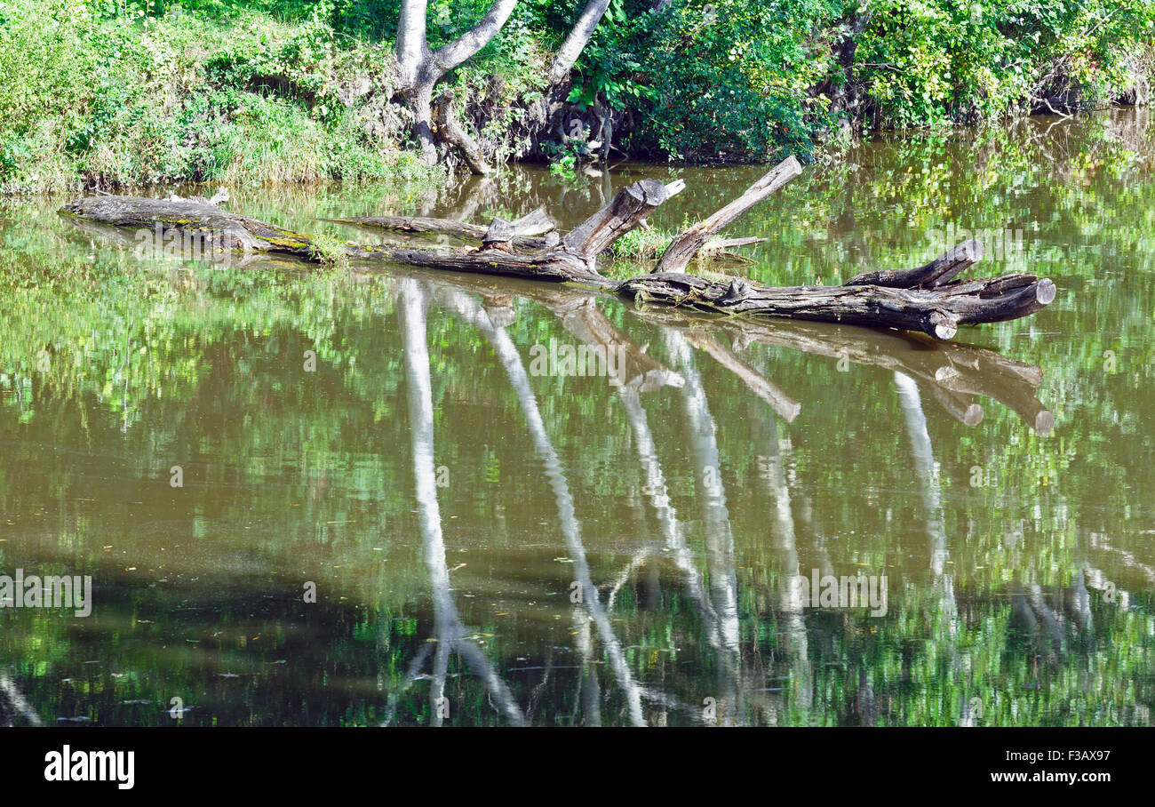 Summer lake with trees reflection on water surface Stock Photo - Alamy