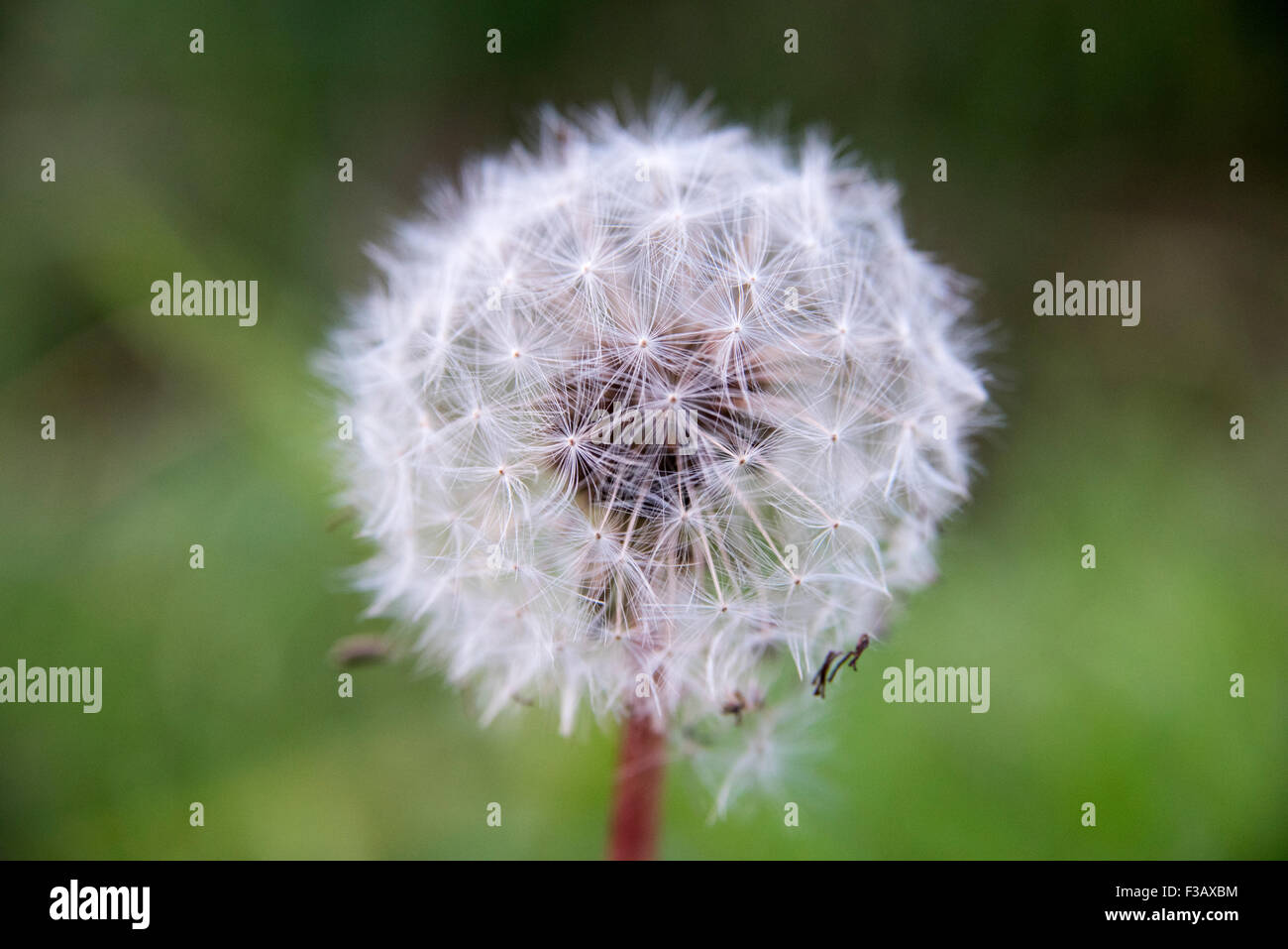 Tall Dandelion High Resolution Stock Photography and Images - Alamy