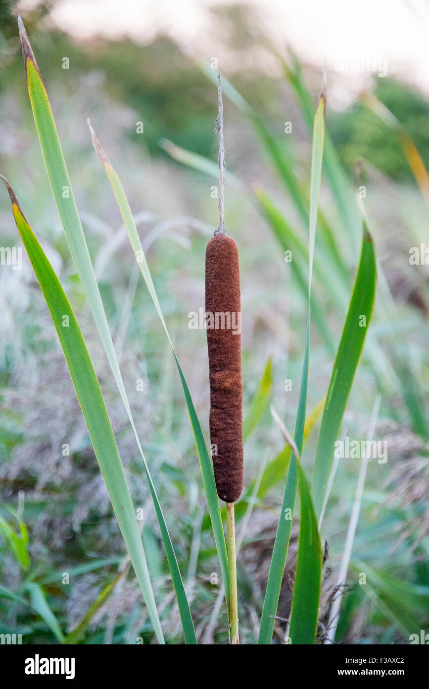 Bulrush in fenland Stock Photo - Alamy