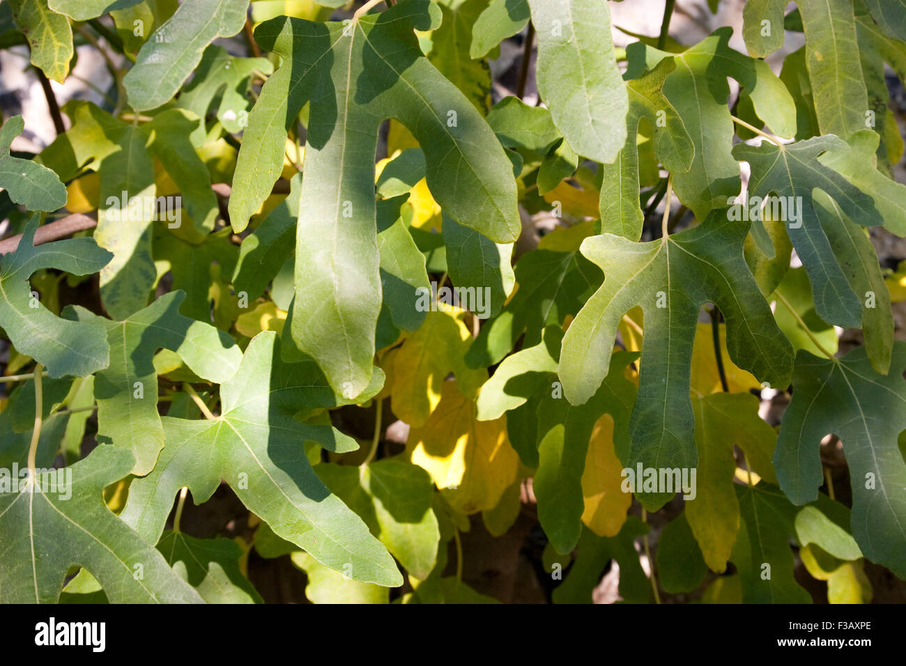 Fig tree leaves hi-res stock photography and images - Alamy
