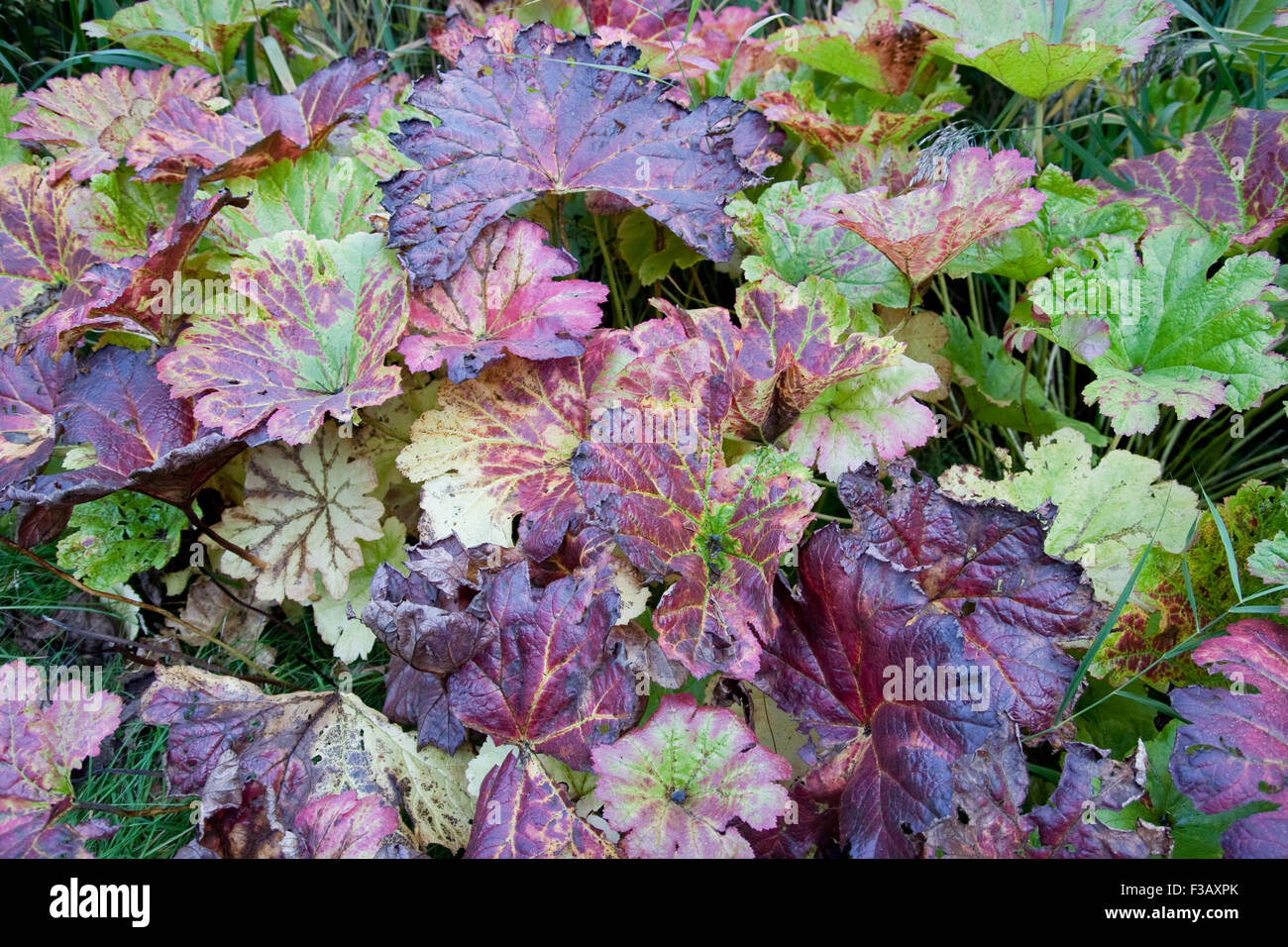 Darmera peltata leaves Stock Photo - Alamy