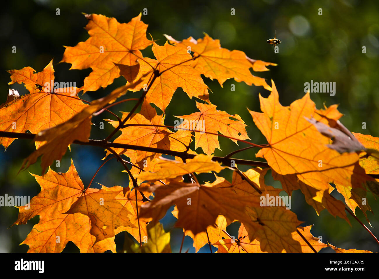 Autumn maple leaves on trees. Autumn is the season of falling leaves ...