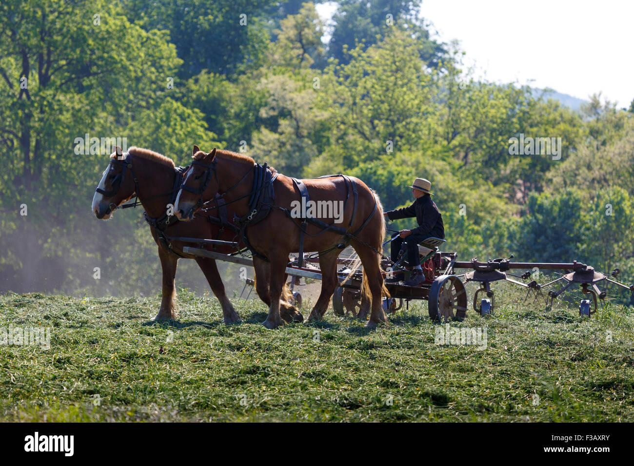 Young Amish boy working a horse drawn hay tedder Stock Photo - Alamy