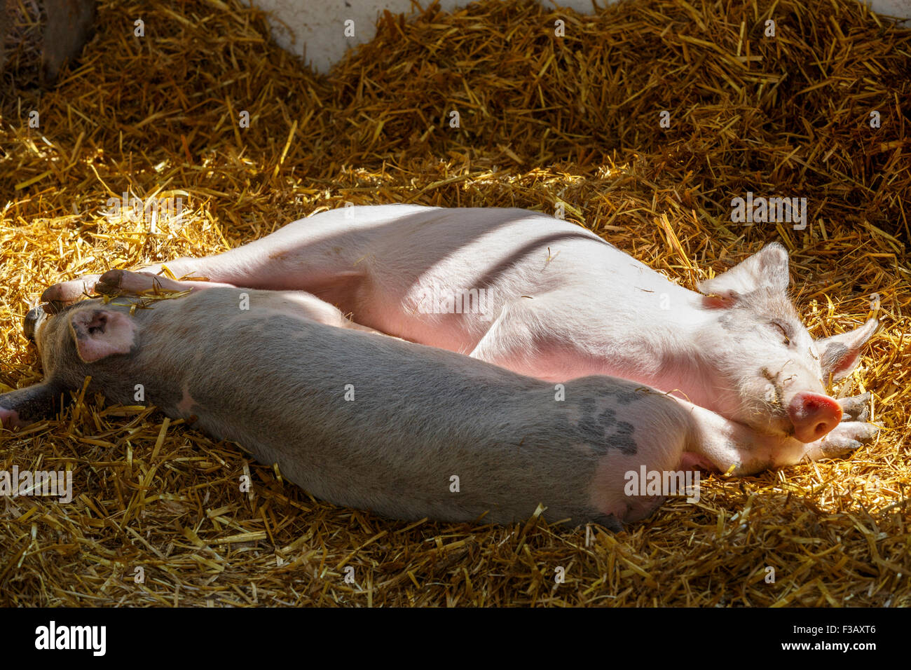 Two pigs laying down on hay sleeping part sunlight Stock Photo - Alamy