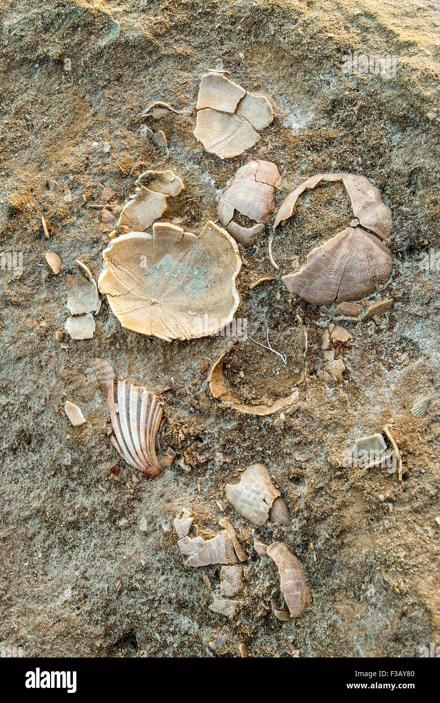 Fossil shells hi-res stock photography and images - Alamy