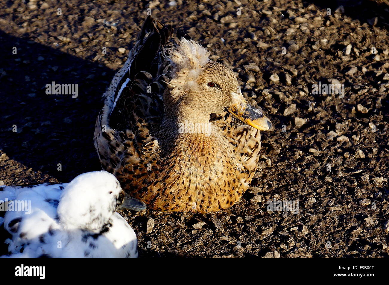 Fluffy head duck on a sunny day in Northern Ireland Stock Photo - Alamy