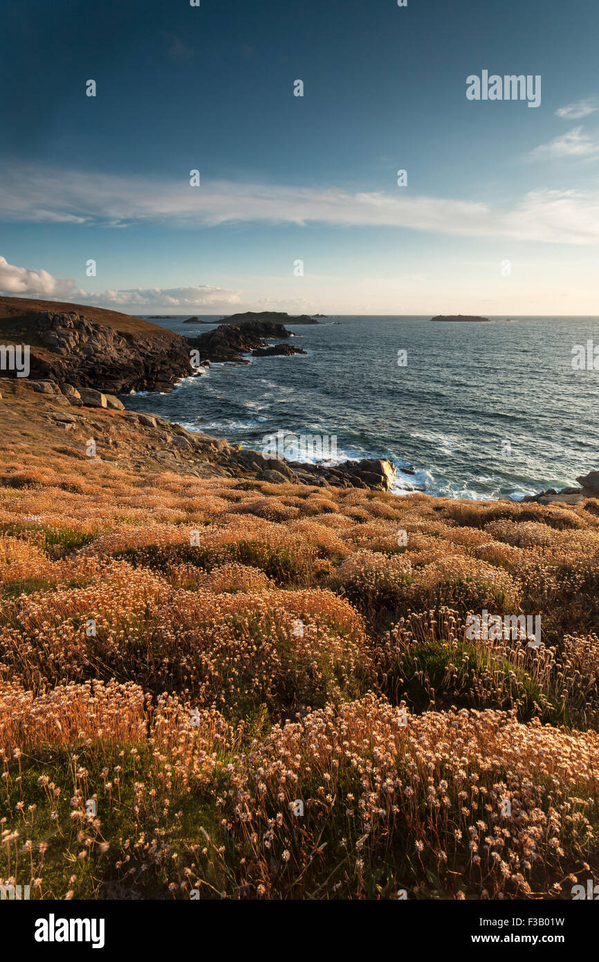 Scilly wild flowers hi-res stock photography and images - Alamy