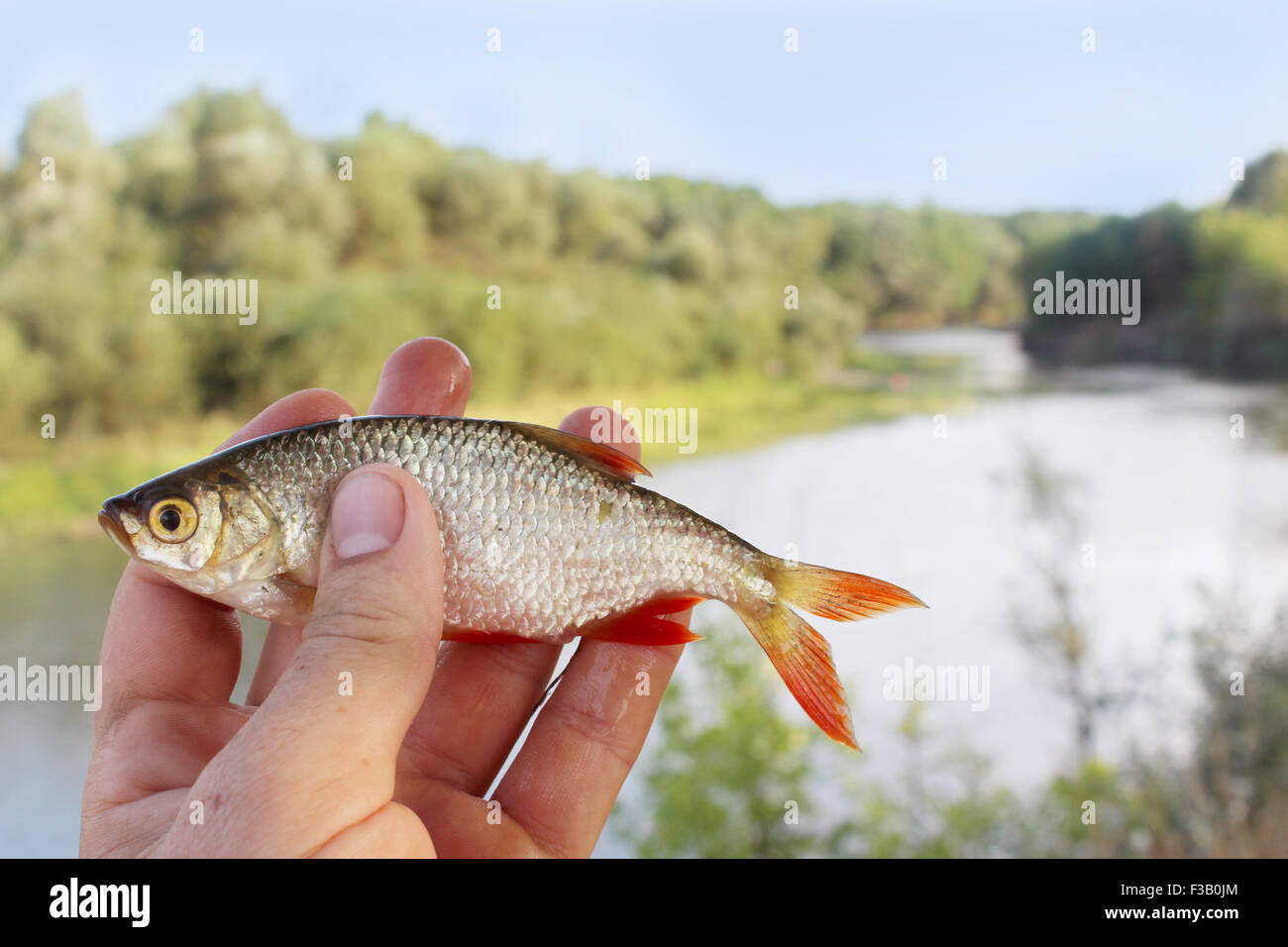 caught rudd in the hand on the river background Stock Photo - Alamy