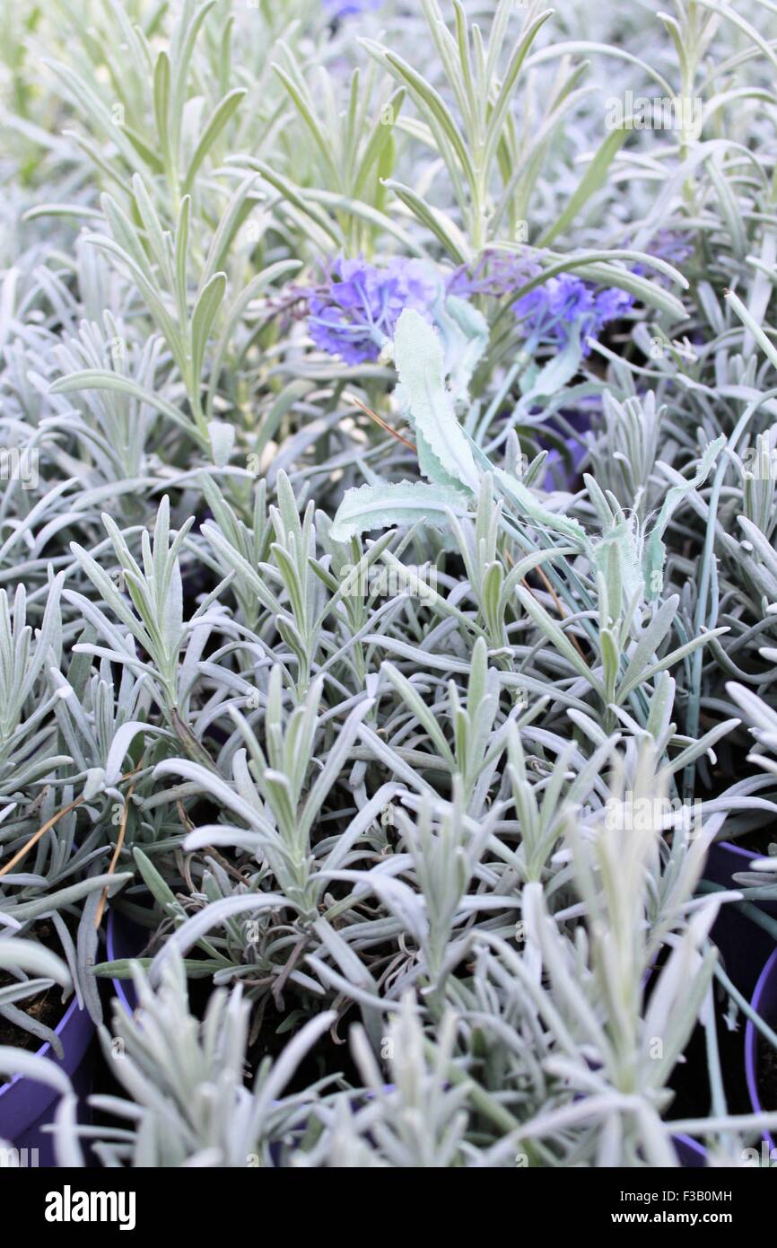 plant of lavander Stock Photo - Alamy