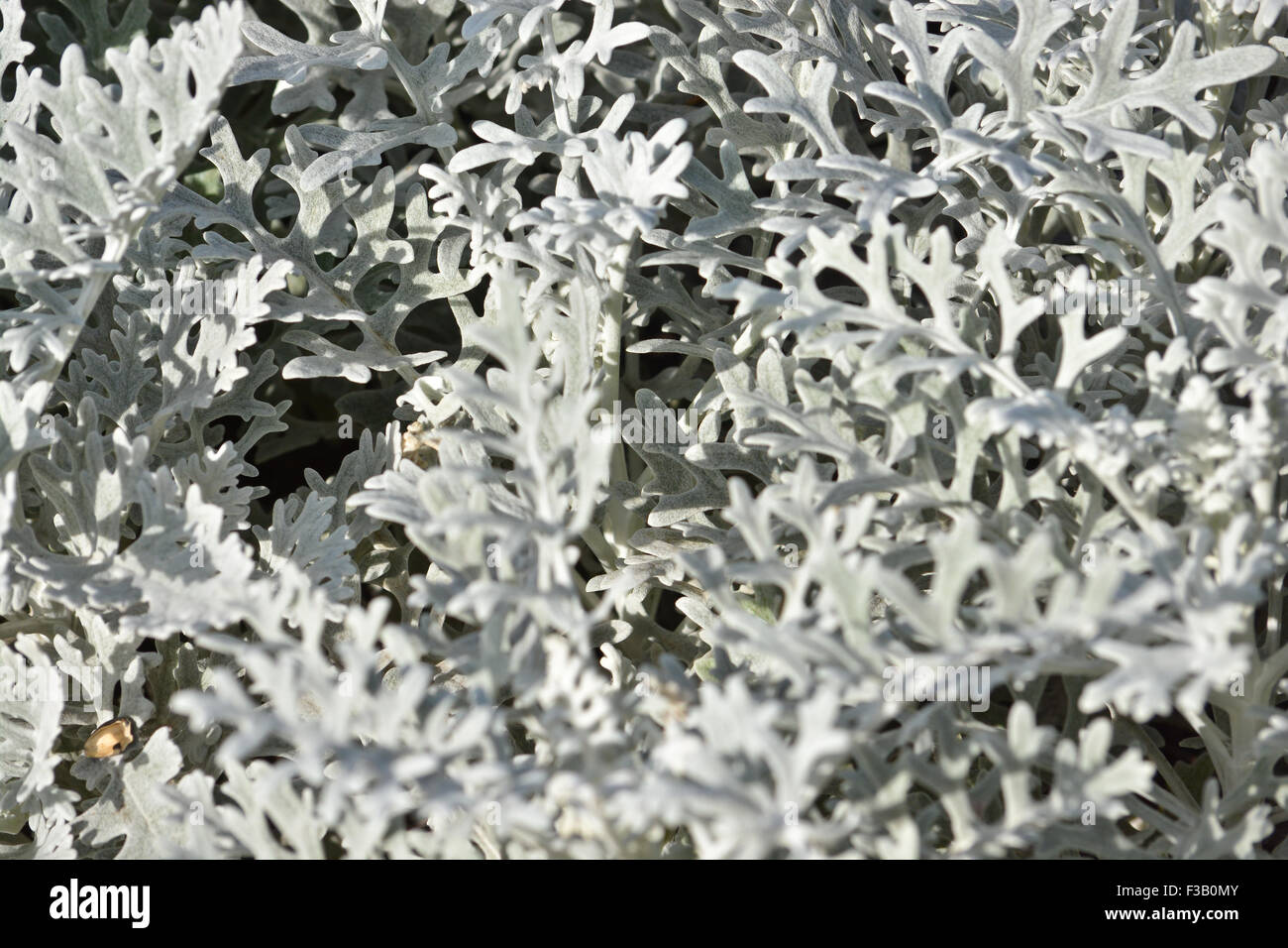 Abstract background of ornamental plants. Colorless stems and leaves of ...