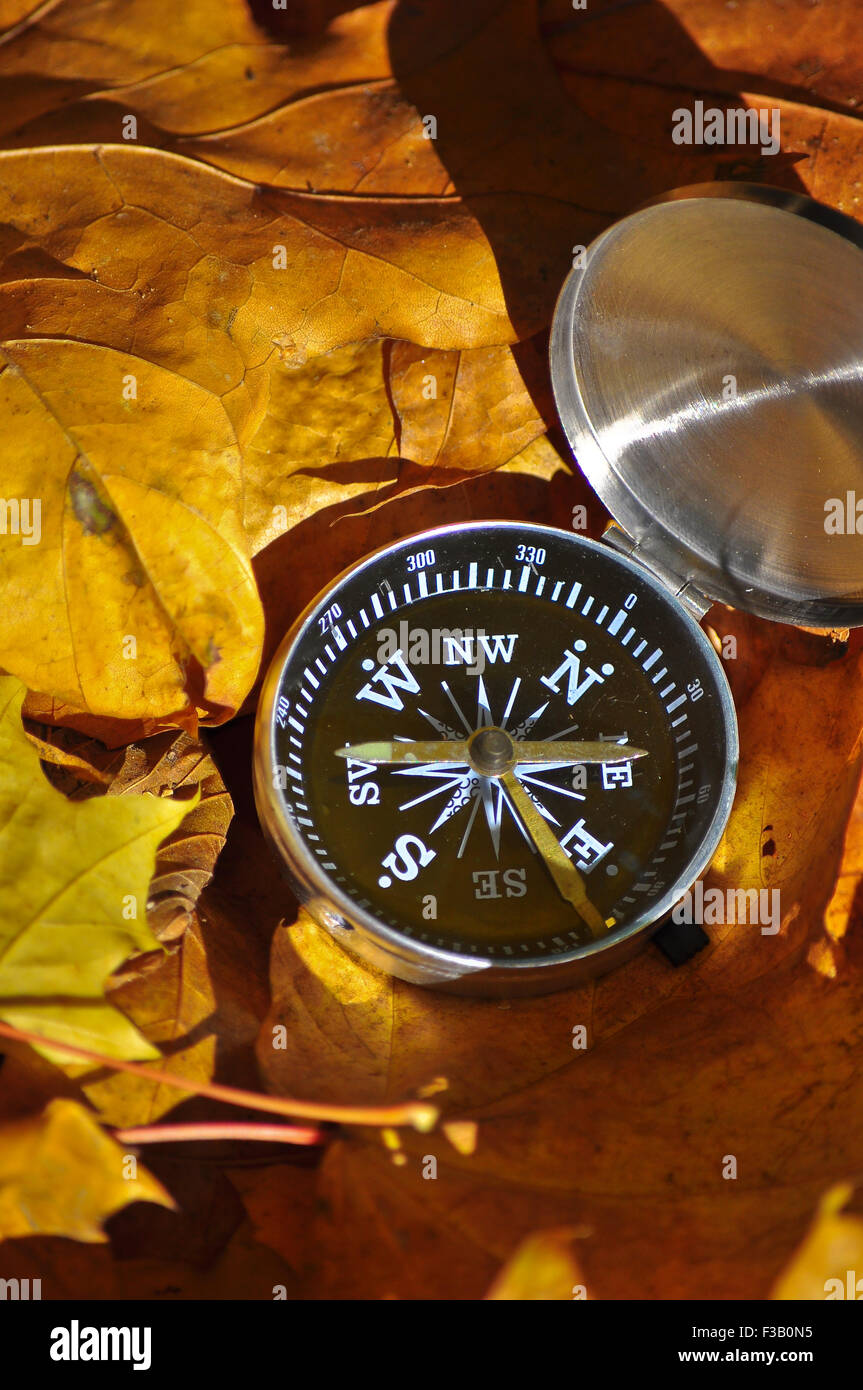Compass on autumn leaves. Magnetic compass lying on the ground, covered ...