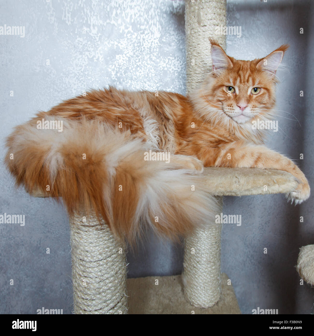 Red White Maine Coon