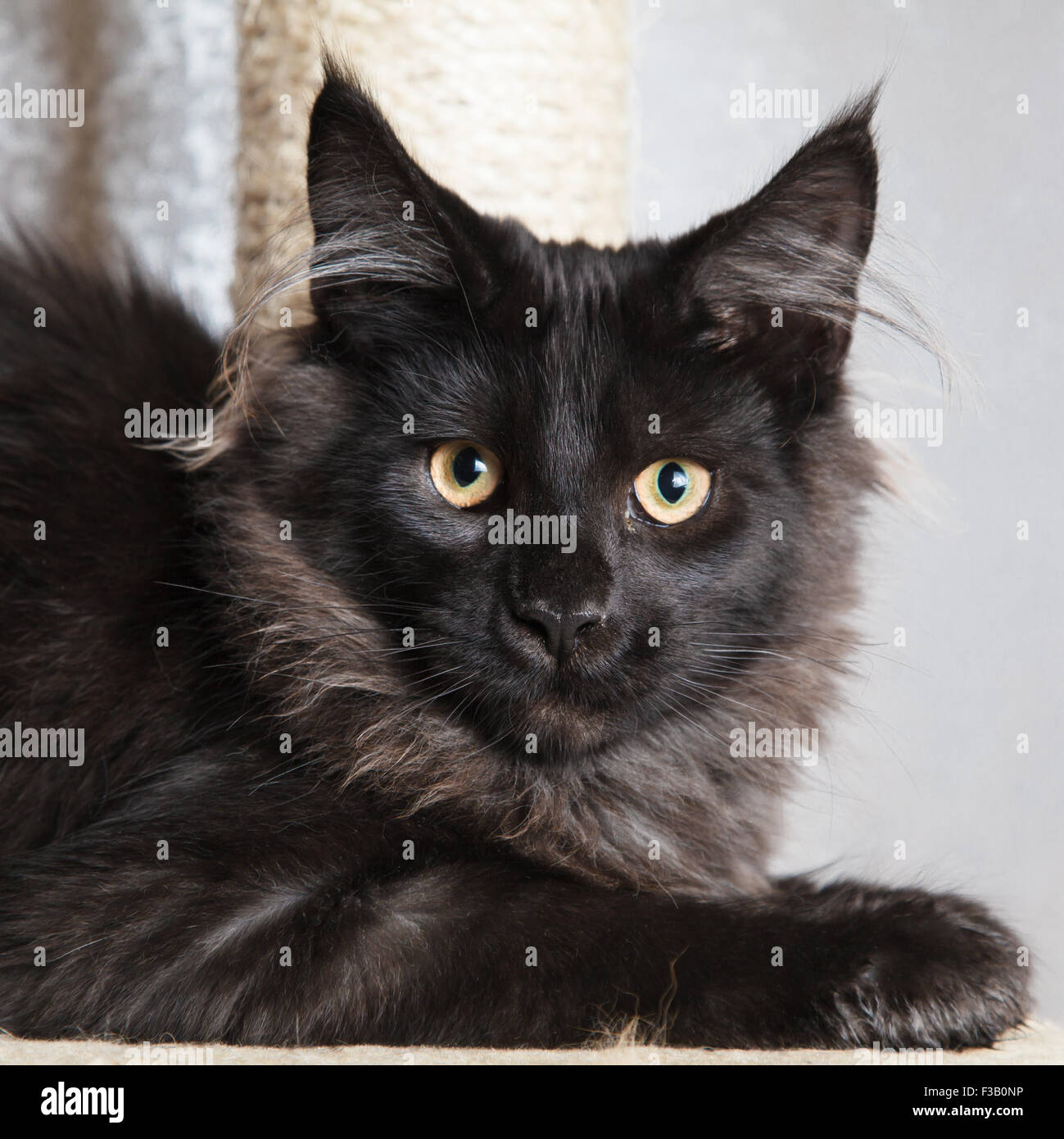 Black maine coon cat posing Stock Photo - Alamy