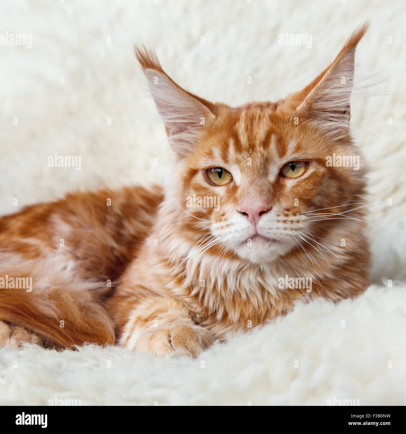 Red lynx maine coon cat posing on white background fur Stock Photo - Alamy