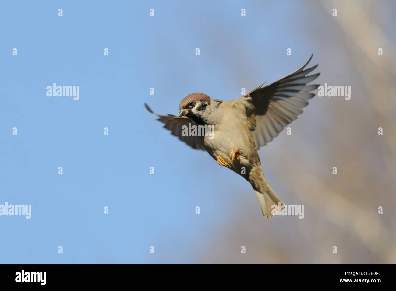 Flying Eurasian Tree Sparrow in autumn Stock Photo - Alamy