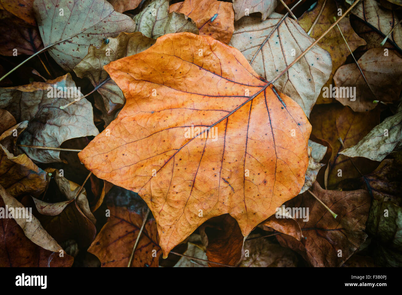 Autumn leaf on the ground Stock Photo - Alamy