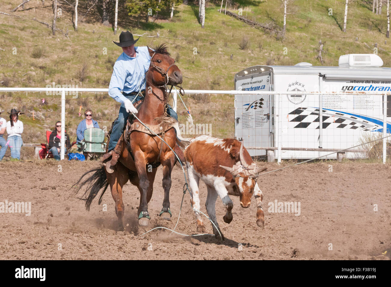 Steer roping, Water Valley rodeo, Water Valley, Alberta, Canada Stock ...