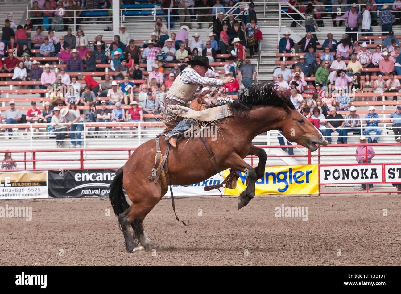 Saddle bronc riding hi-res stock photography and images - Alamy