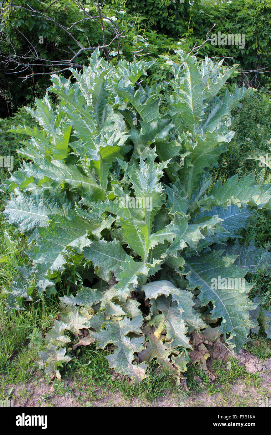 big bush of Sonchus arvensis with great green leaves Stock Photo - Alamy