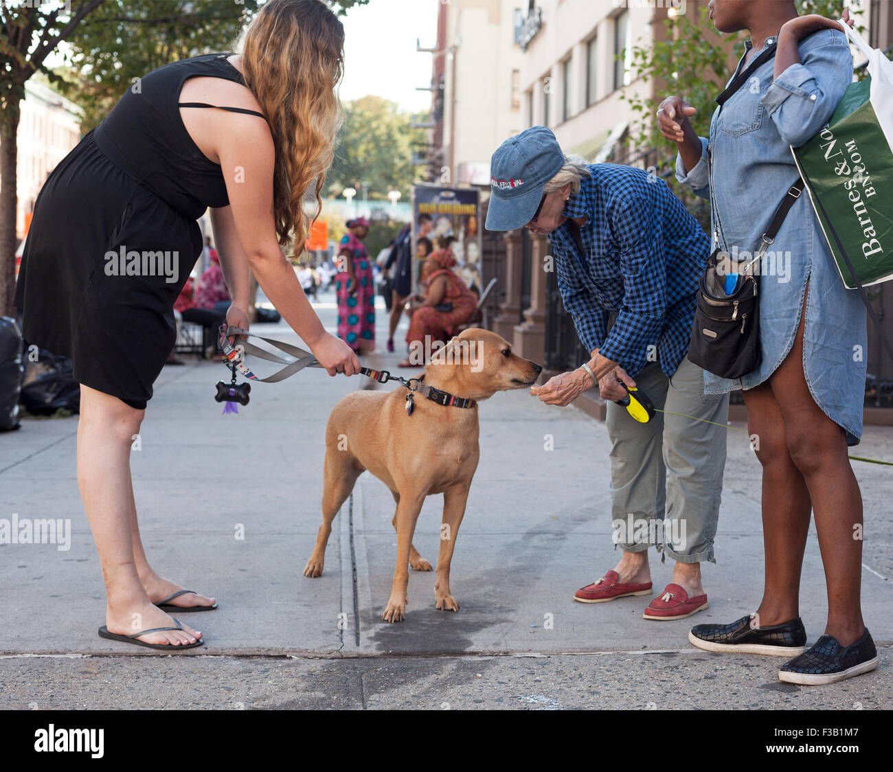 Urban dog dogs pet pets hi-res stock photography and images - Alamy