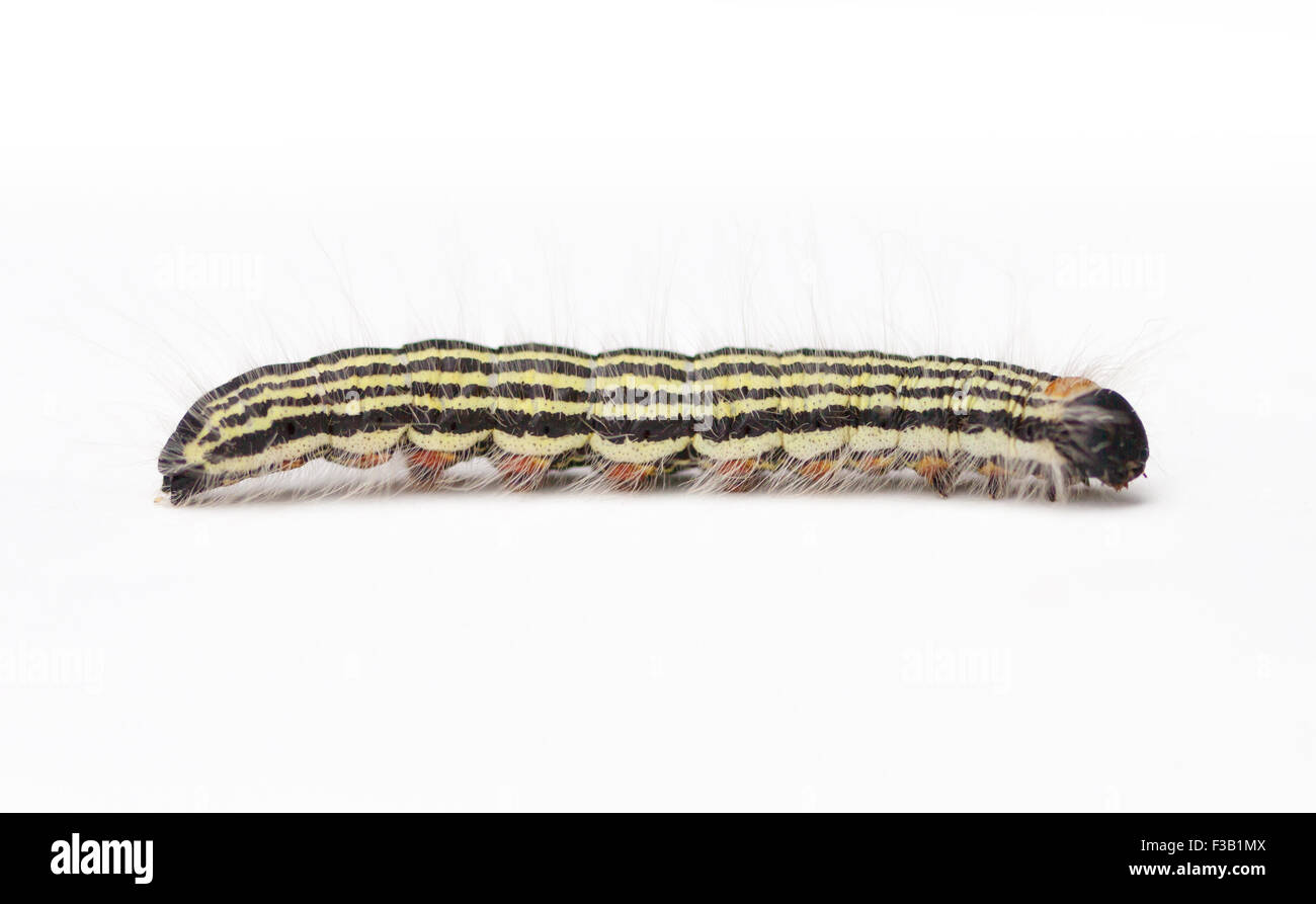 Contracted Datana Caterpillar (Datana contracta) on a white background ...