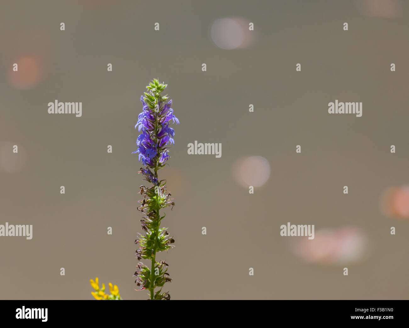 Great Blue Lobelia (Lobelia siphilitica) with a blurred background ...
