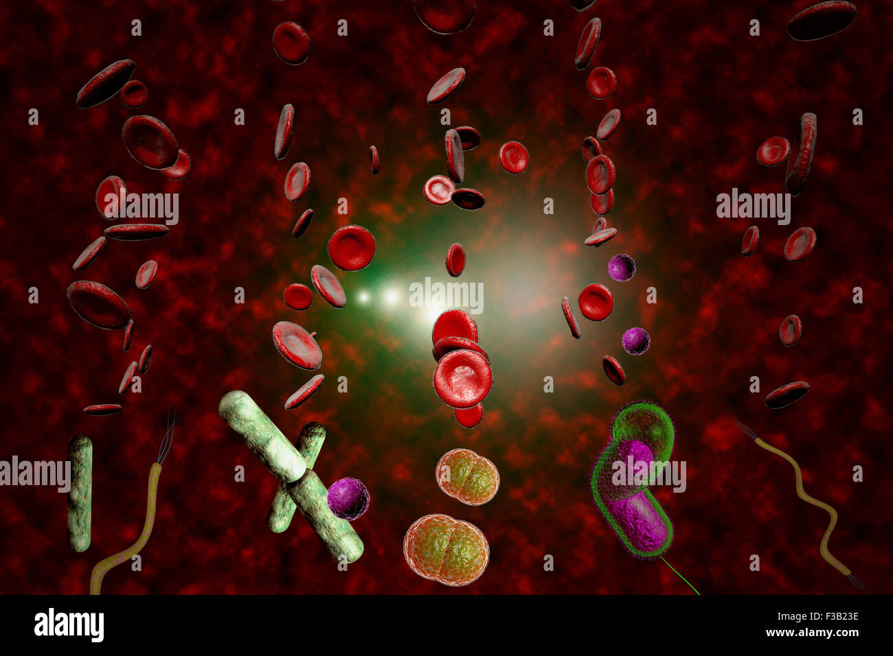 Spirillum bacteria hi-res stock photography and images - Alamy