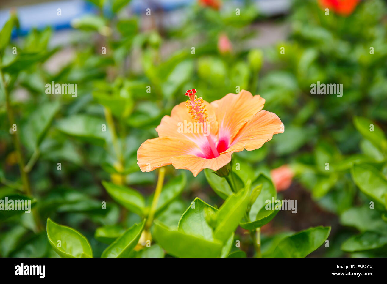 hibiscus flower in garden close up Stock Photo - Alamy