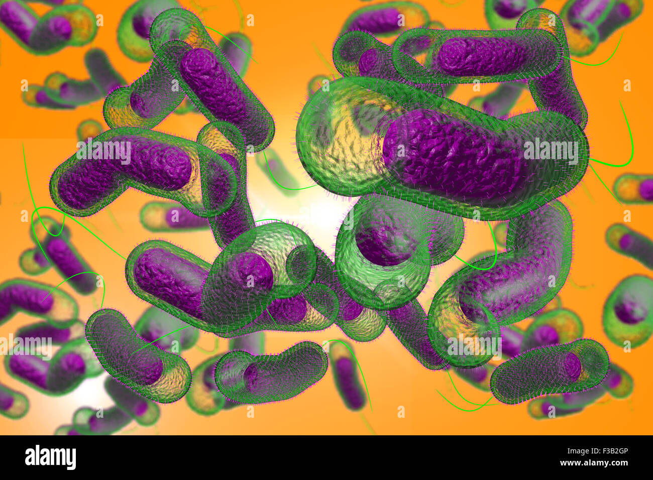 Cholera Bacteria Structure