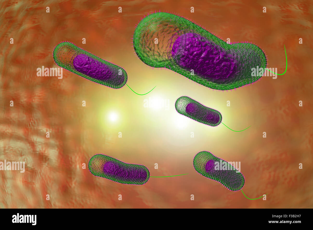Close up 3D illustration of microscopic Cholera bacteria infection ...