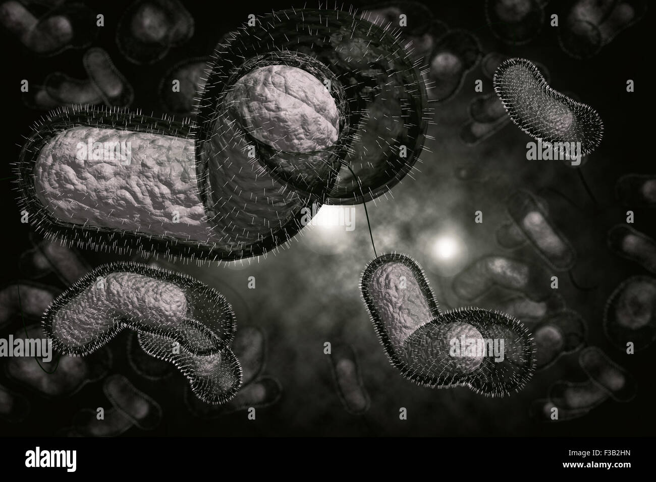 Close up 3D illustration of microscopic Cholera bacteria infection ...