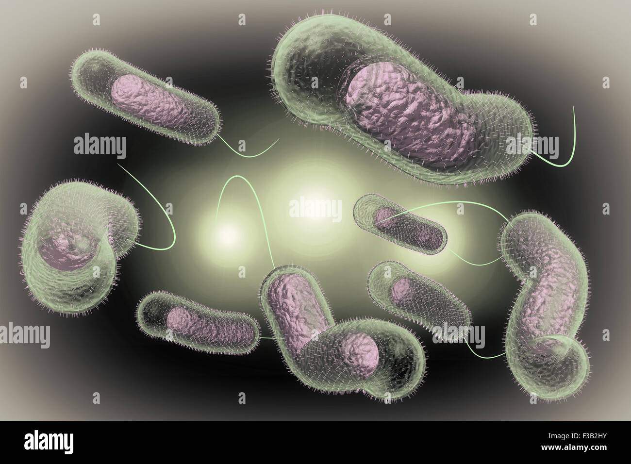 Close up 3D illustration of microscopic Cholera bacteria infection ...