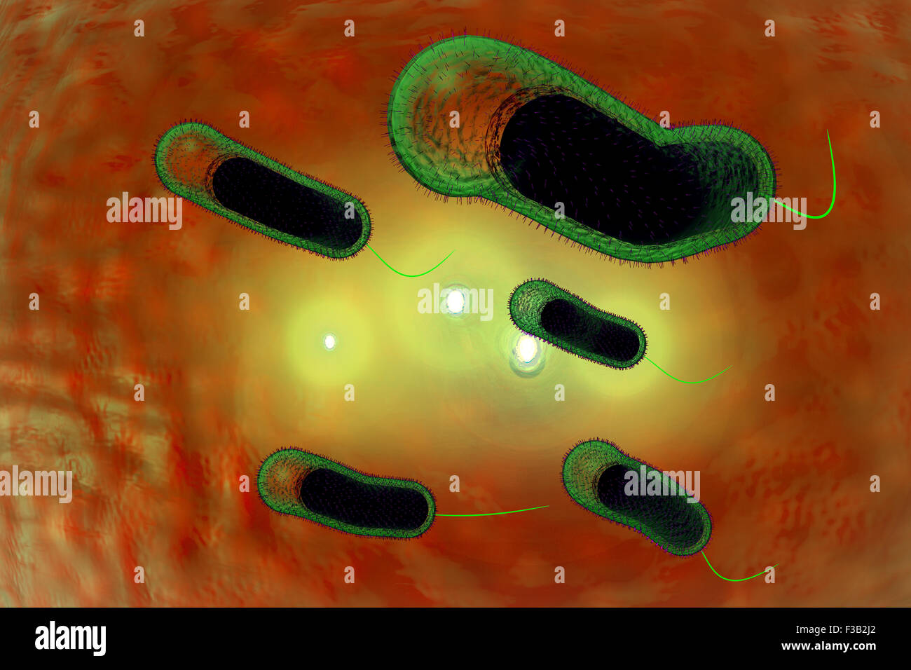 Close up 3D illustration of microscopic Cholera bacteria infection ...
