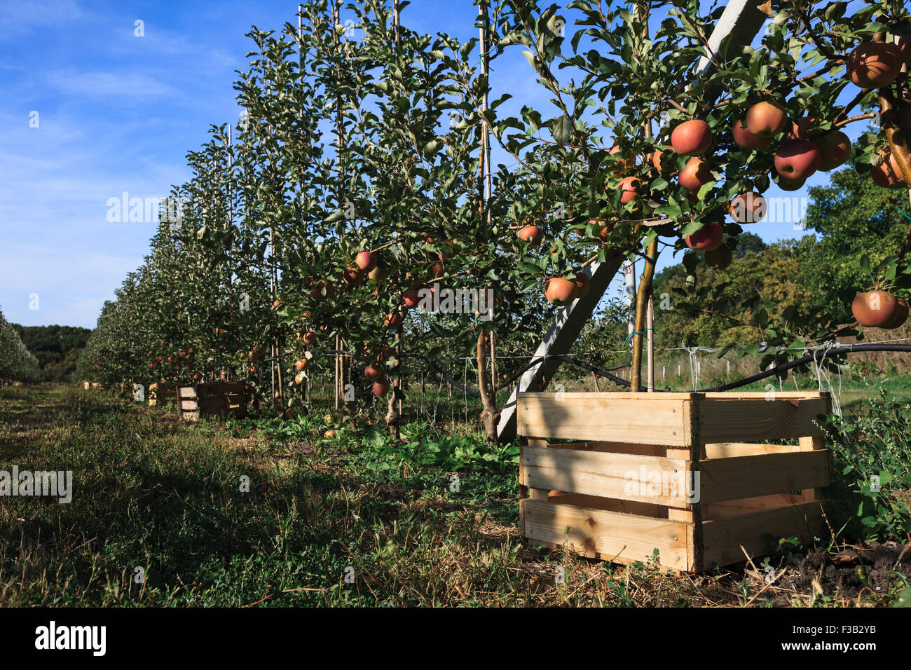 Fall harvest: apple trees row with boxes for ripe fruits sunny ...