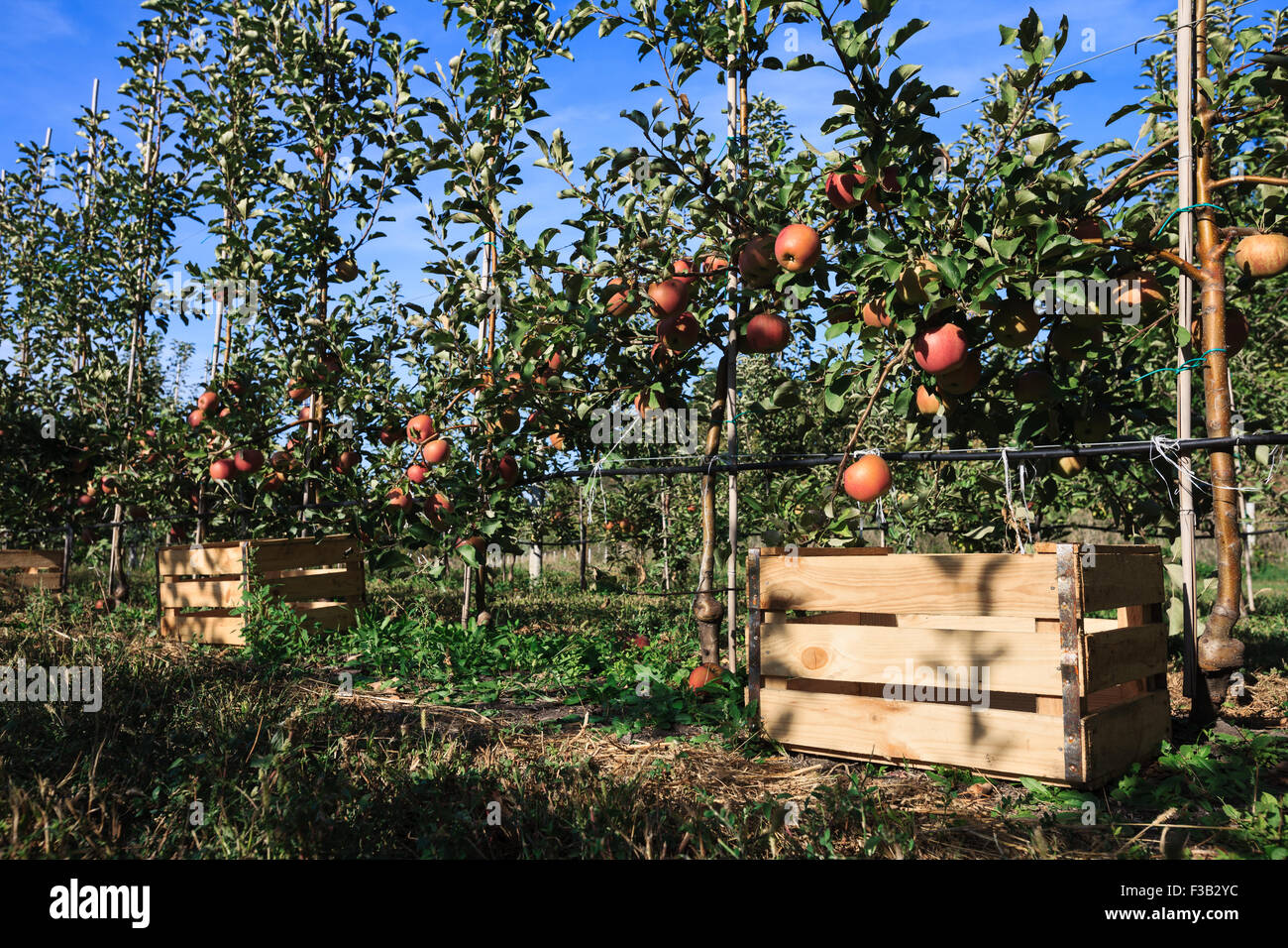 Fall harvest: apple trees row with boxes for ripe fruits sunny ...