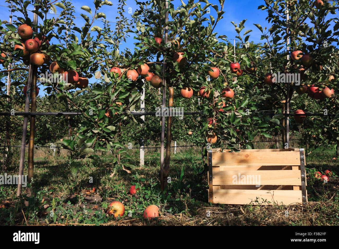 Box for fruits hi-res stock photography and images - Alamy