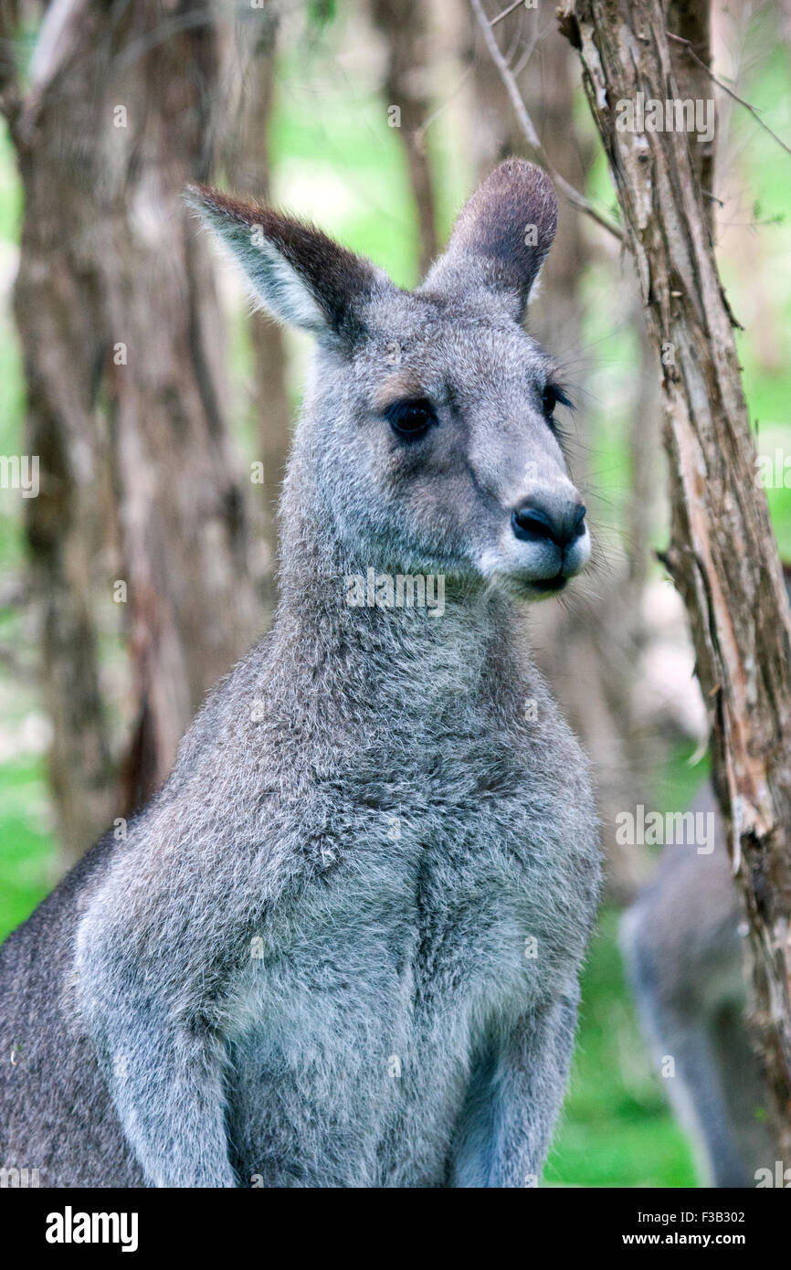 Kangaroo is Australia Stock Photo - Alamy