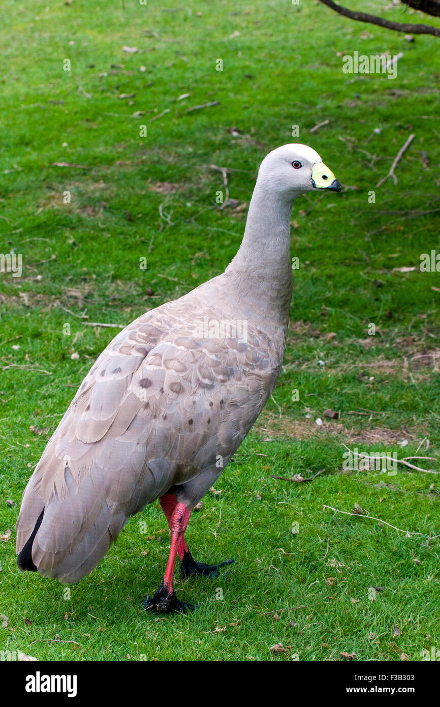 Australian goose hi-res stock photography and images - Alamy