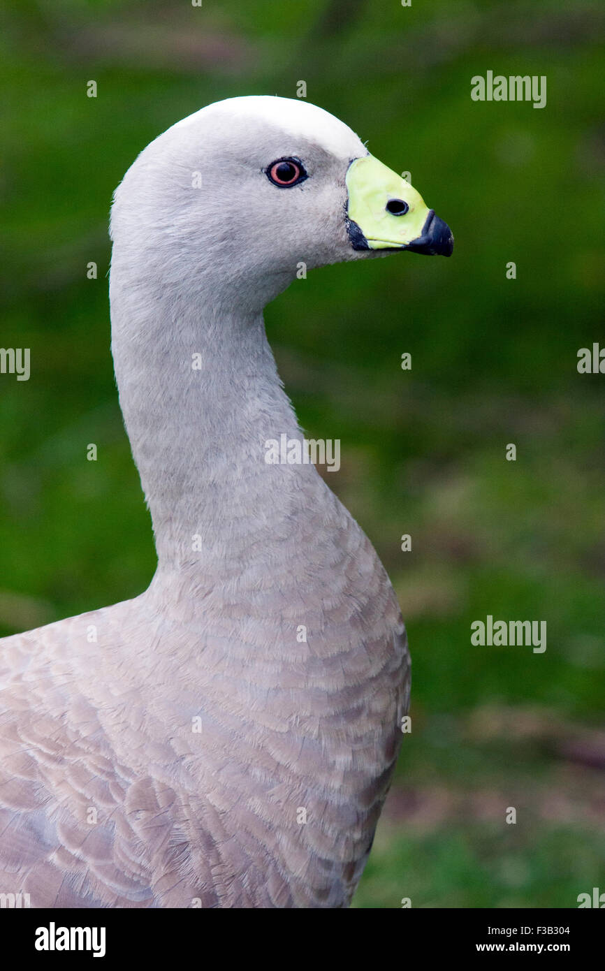 Australian Goose High Resolution Stock Photography and Images - Alamy