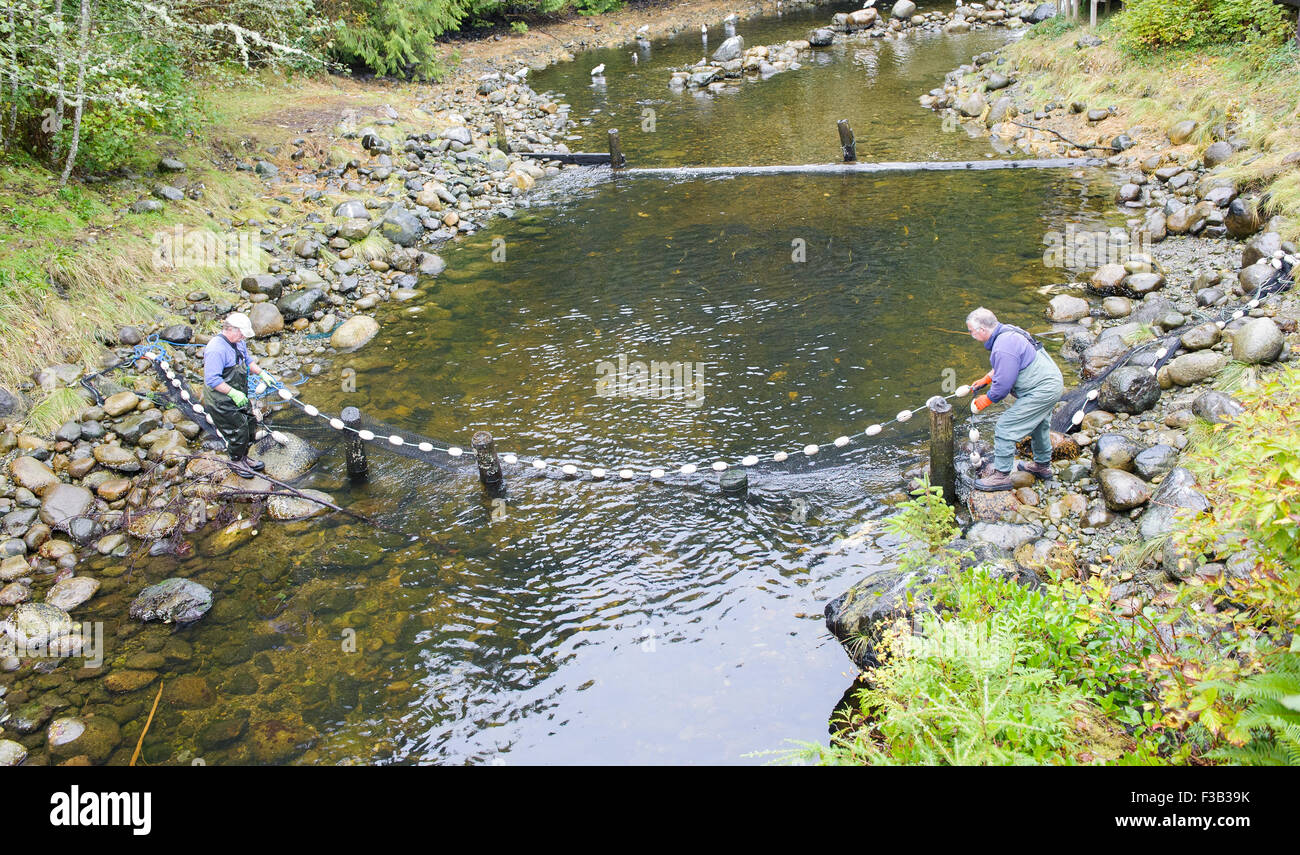 Hatchery workers netting Salmon to collect eggs and sperm for the fish ...