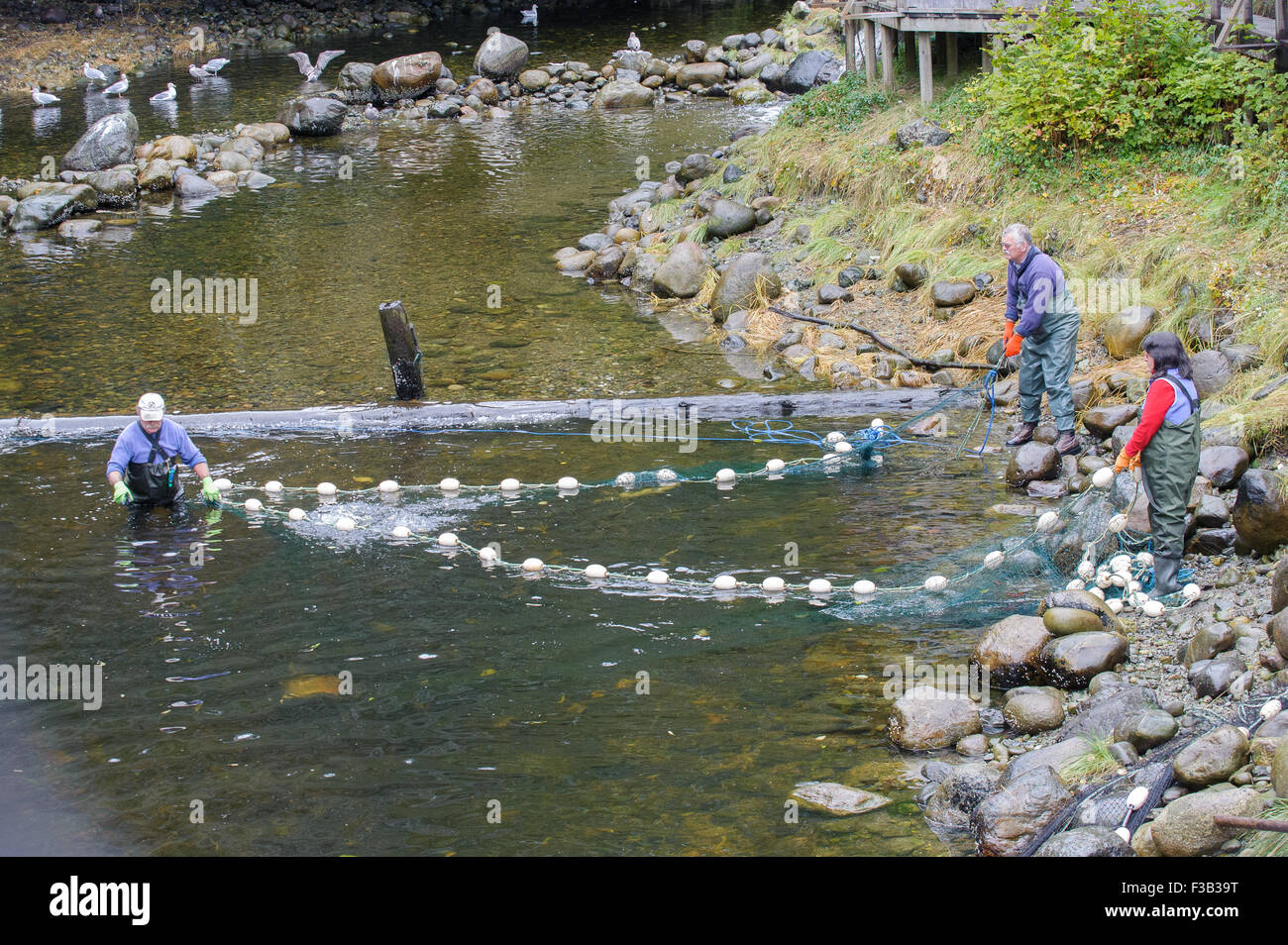Hatchery workers netting Salmon to collect eggs and sperm for the fish ...