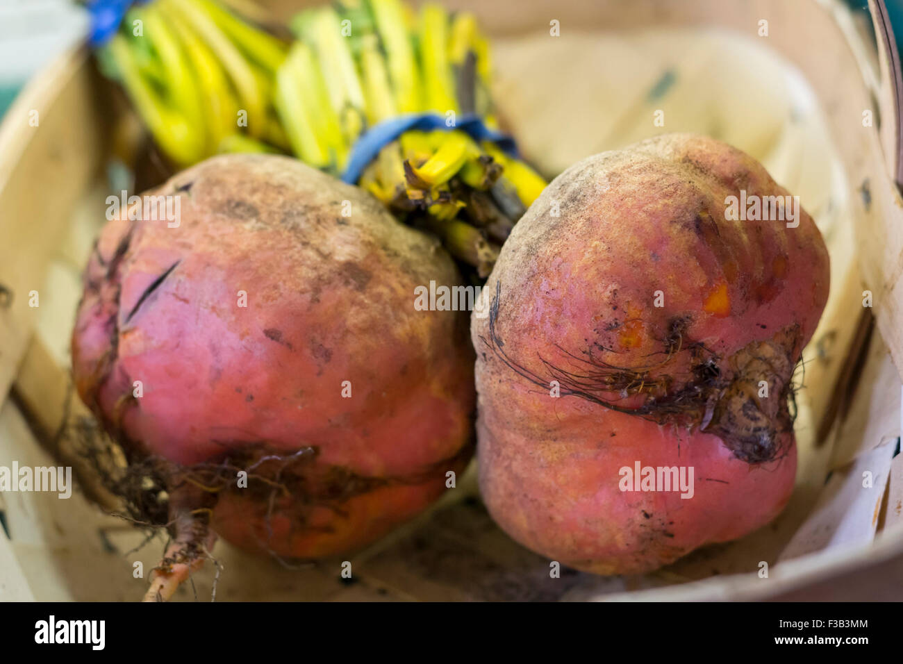 Close up of all natural organic golden beets on display in a basket ...