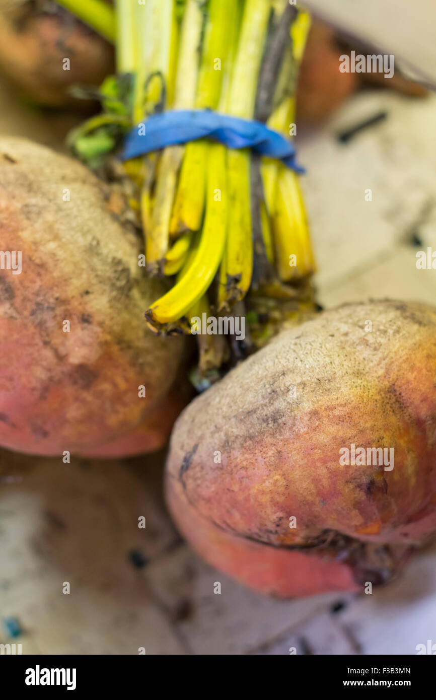 Close up of all natural organic golden beets on display in a basket ...