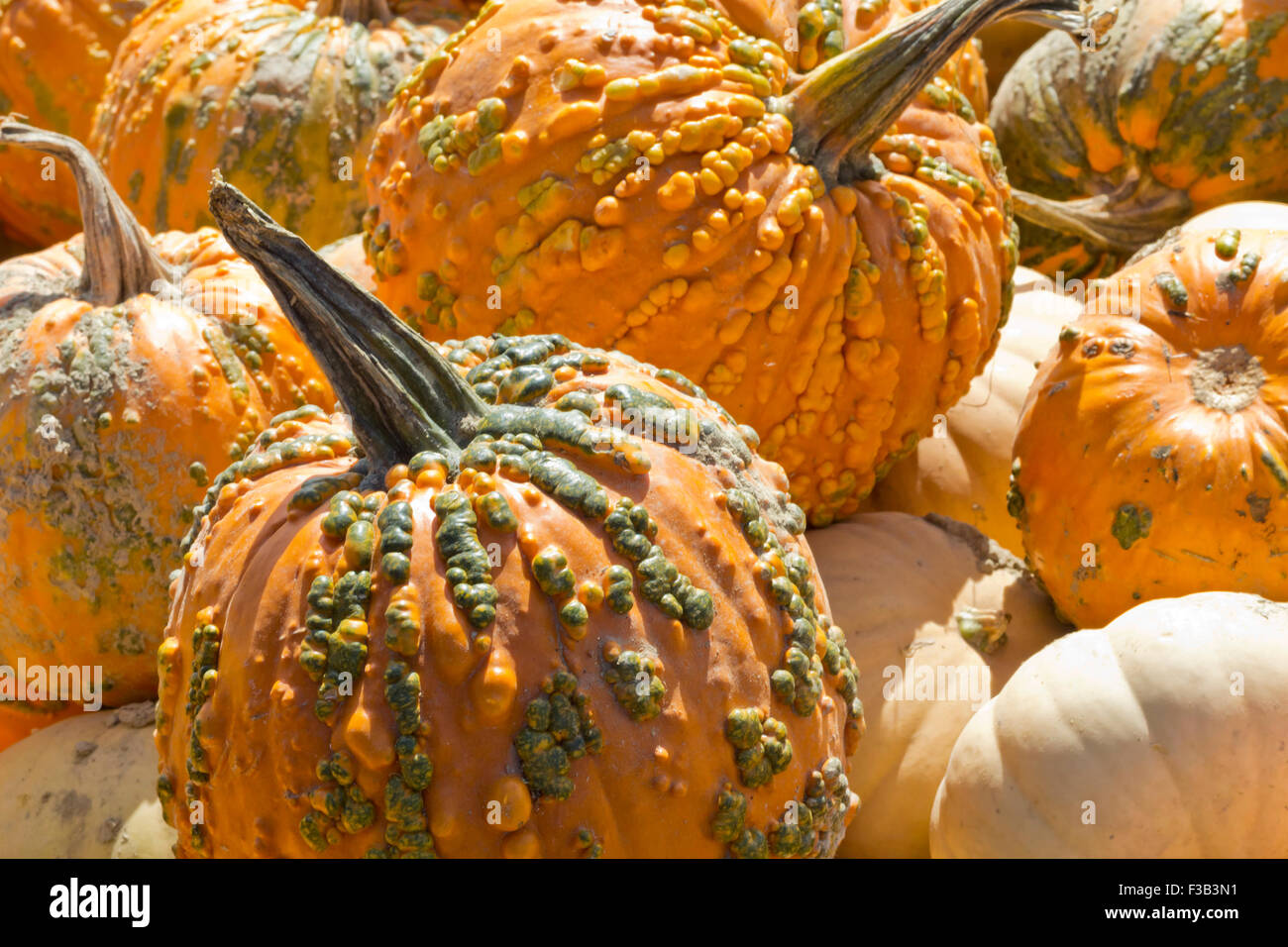 Hybrid Cucurbita pepo knucklehead pumpkin display at local farmers ...